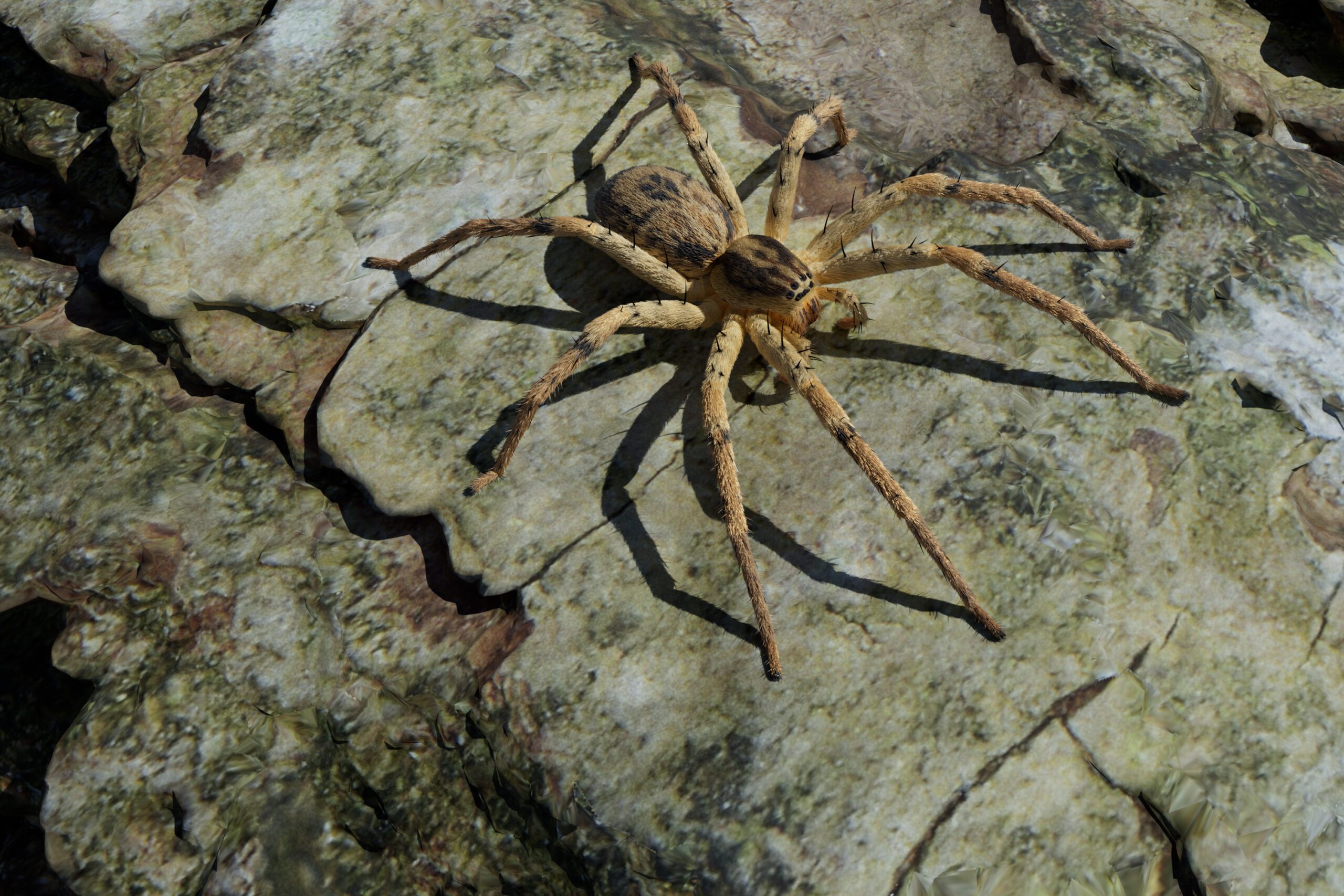 VR installation ‘Being a Spider’ explores changing perspectives for ...